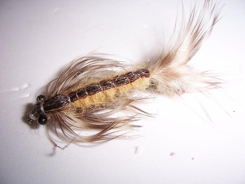 Flies/Hex Nymphs/10-1-09 hex 009